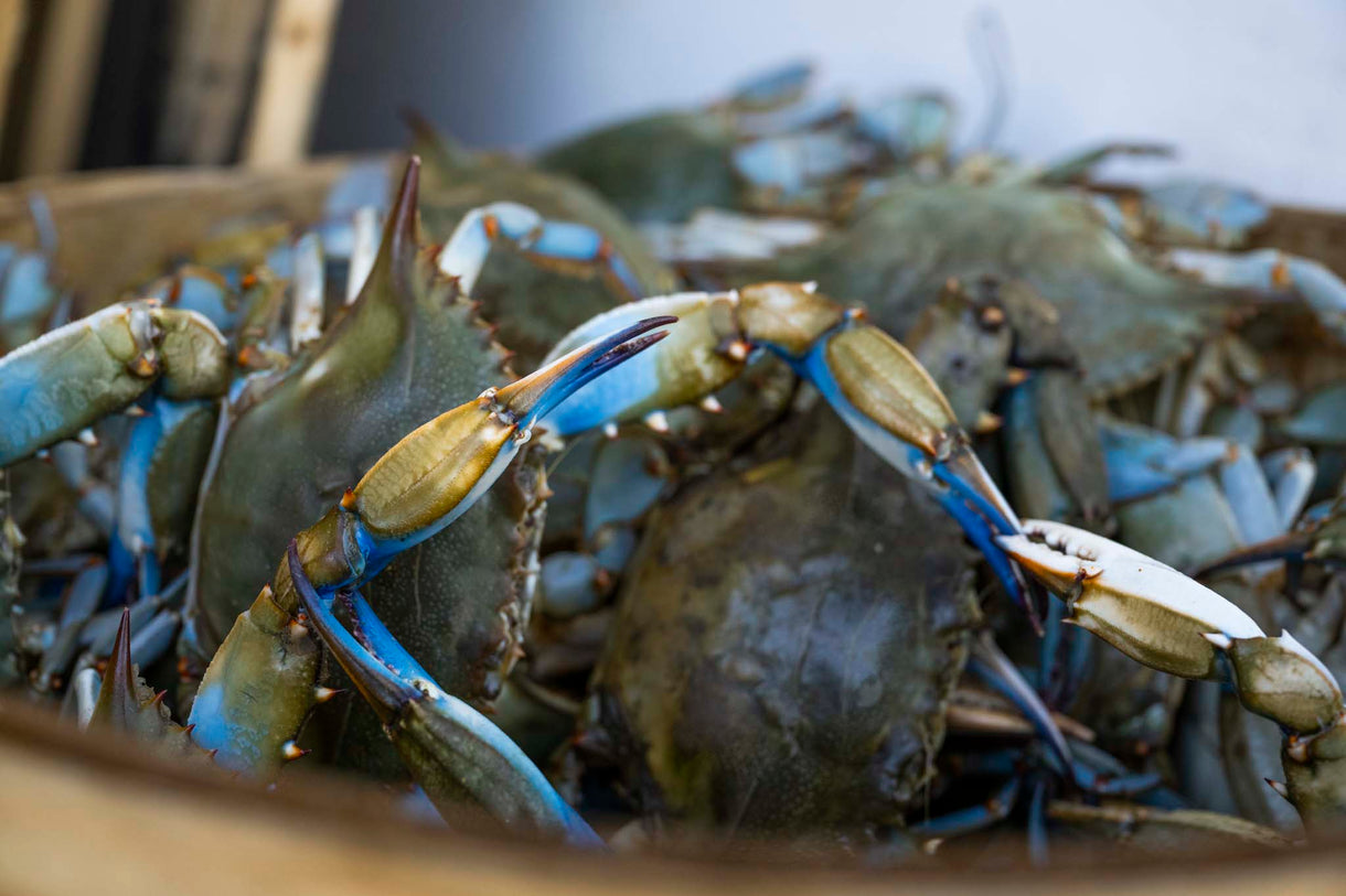 Male Blue Crabs – Captain White's Seafood
