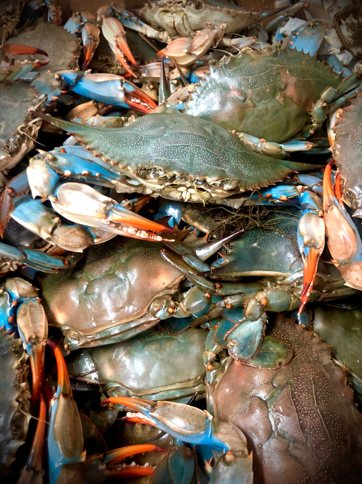 Captain White's Seafood City | Female Blue Crabs | Nationwide Shipping