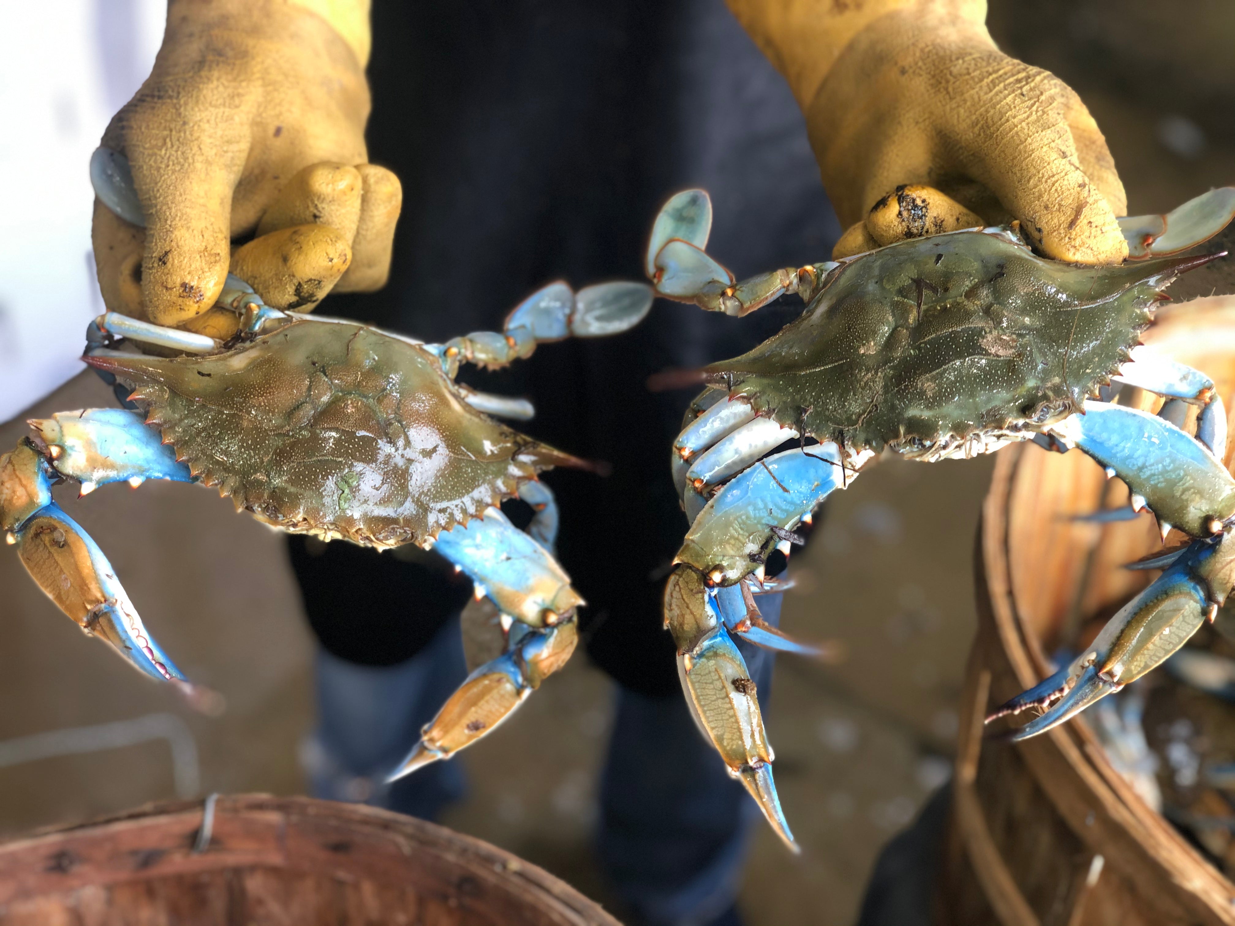Maryland Crab Meat – Captain White's Seafood